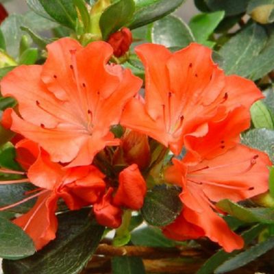 2 x Azalée Japonaise orange - Azalea japonica - 25-30 cm pot