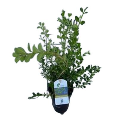 2 x Buxus betterbuxus 'Babylon Beauty' - 20-25 cm pot