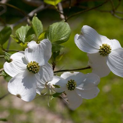 2 x Cornouiller à grandes fleurs - Cornus Florida - 50-60 cm pot | Castorama