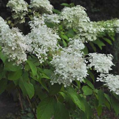 2 x Hortensia paniculé 'Phantom' - Hydrangea Paniculata 'Phantom' - 40 ...