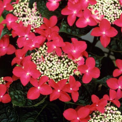 2 x Hortensia 'Teller Red' - Hydrangea 'Teller Red' - 40-60 cm pot