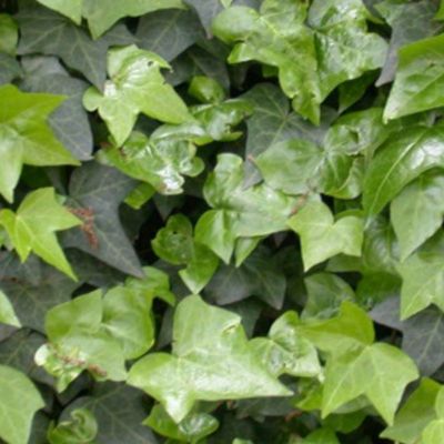 2 x Lierre commun - Hedera Helix - 60-80 cm pot | Castorama