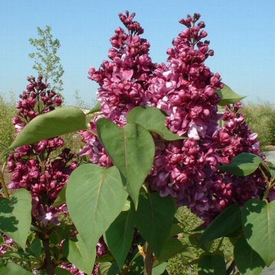 2 x Lilas commun - Syringa vulgaris 'Mrs Edward Harding' - 40-60 cm pot