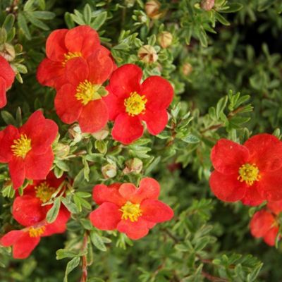 2 x Potentille arbustive - Potentilla fruticosa Marian Red Robin - 25 ...
