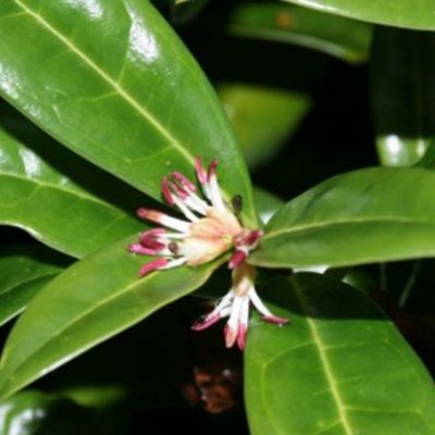 2 x Sarcococca hookeriana 'Humilis' - Sarcococca hookeriana 'Humilis ...