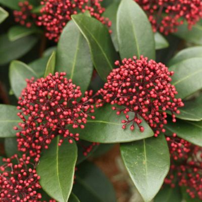 2 x Skimmia du Japon 'Rubella' - Skimmia Japonica 'Rubella' - 30-35 cm ...