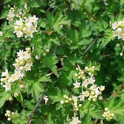 2 x Stephanandra incisa 'Crispa' - 20-30 cm pot