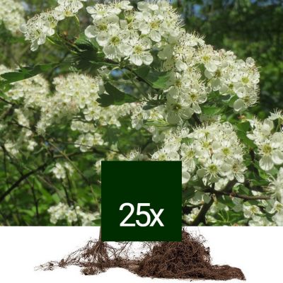 25 x Aubépine, Épine blanche - Racine Nue - Crataegus monogyna - 25 x ...