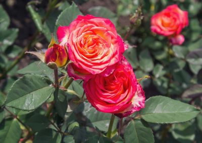 Rosier 19 cm | Castorama