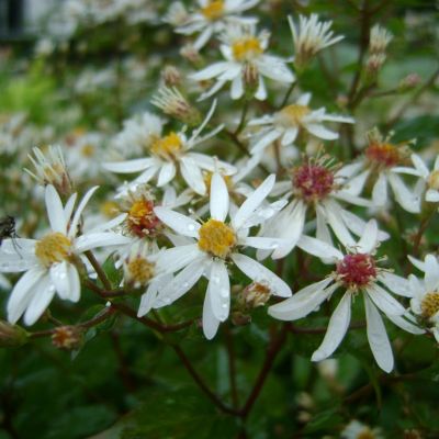 6 x Aster à feuilles en cœur 'Silver Spray' - Aster cordifolius 'Silver ...
