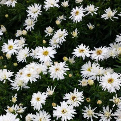 6 x Aster 'Kristina' - Aster 'Kristina' - godet 9cm x 9cm | Castorama