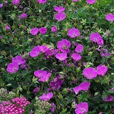 6 x Géranium vivace 'Dilys' - Geranium 'Dilys' - godet 9cm x 9cm