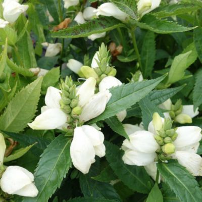6 x Galonne oblique 'Alba' - Chelone Obliqua 'Alba' - godet 9cm x 9cm ...