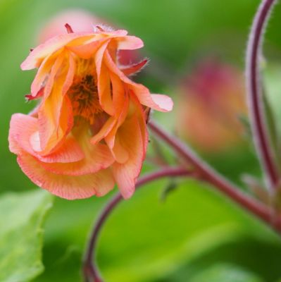 6 x Geum hybrida. 'Smokey Peach' - Geum hybrida 'Smokey Peach' - godet ...