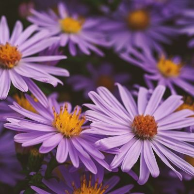 6 x Œil de Christ 'Dr Otto Petschek' - Aster amellus 'Dr Otto Petschek ...