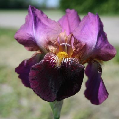 6 x Iris des jardins 'Senlac' - Iris germanica 'Senlac' - godet 9cm x 9cm