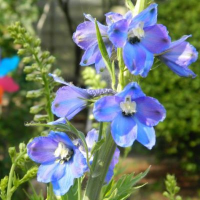 6 x Pied d'Alouette belladone 'Piccolo' - Delphinium 'Piccolo' - godet ...