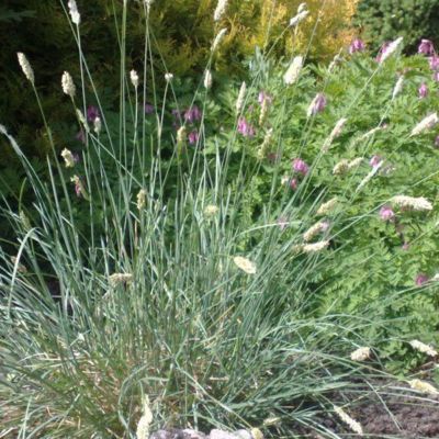 6 x Sesleria nitida - Sesleria nitida - godet 9cm x 9cm