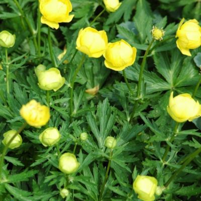 6 x Trolle 'Lemon Queen' - Trollius 'Lemon Queen' - godet 9cm x 9cm