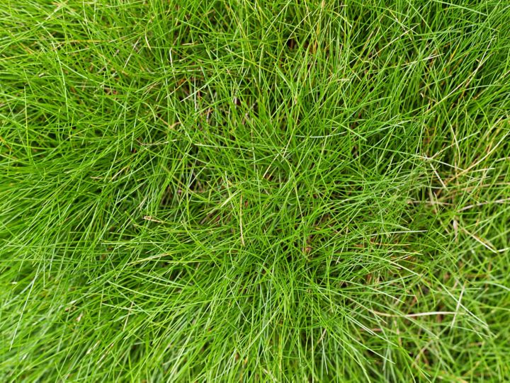 Choisir du gazon | Castorama