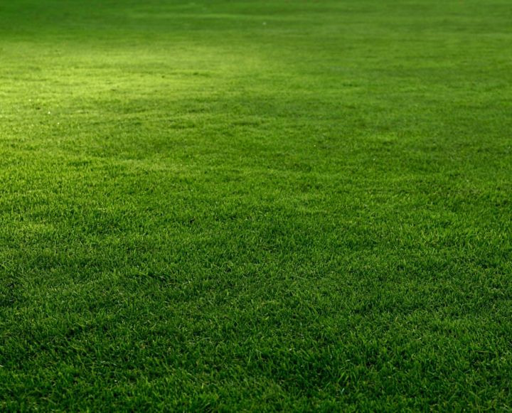 Choisir du gazon | Castorama