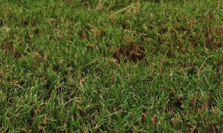 Choisir du gazon | Castorama