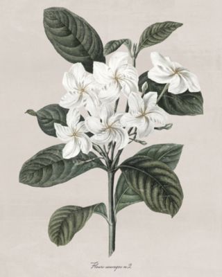 Affiche fleur sauvage blanche l.24 x l.30 cm Dada Art | Castorama