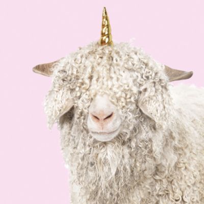 Affiche lama licorne l.24 x l.30 cm Dada Art