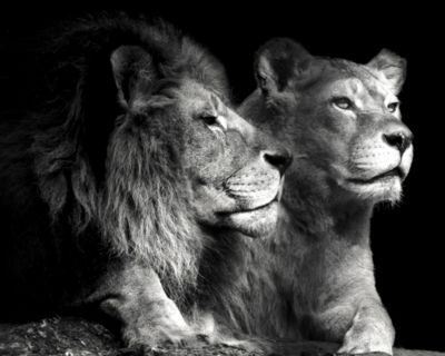 Affiche lion et lionne Dada Art l.40 x H.50 cm | Castorama