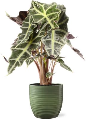 Alocasia polly 17cm avec cache pot rayures vertes