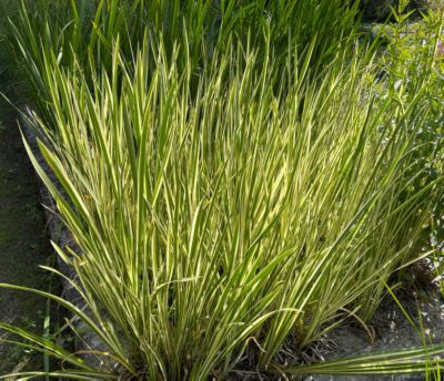 Arbres et plantes - ACORUS calamus Variegatus C3L - 60cm - blanc crème ...