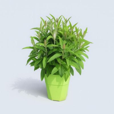 Arbres et plantes - BUDDLEIA davidii Little pink C4L - 120cm - Rose ...