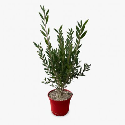 Arbres et plantes - CALLISTEMON viminalis Inferno C3L - 300cm - Rouge ...