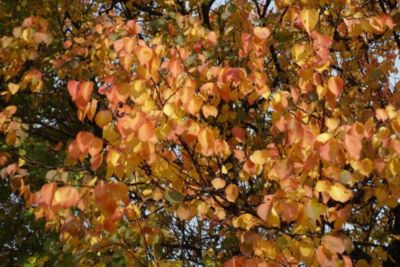 Arbres et plantes - CERCIS canadensis Hearts of gold C15L BALIVEAU 150/ ...