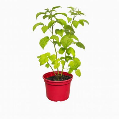 Arbres et plantes - FRAMBOISIER RUBUS heritage - Pot 4 L - 150cm - Rose ...
