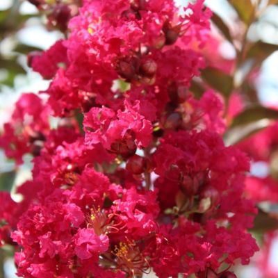 Arbres et plantes - LAGERSTROEMIA Red imperator C3L - 300cm - Rouge ...