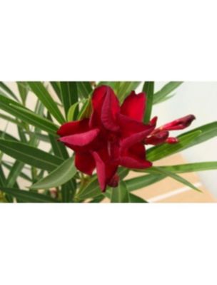 Arbres et plantes - Laurier rose 'antoine' - Pot 15 L - H 140 cm ...