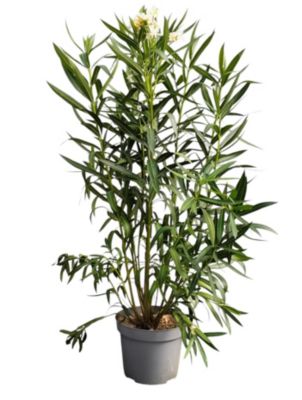 Arbres et plantes - Laurier rose 'belle helene' - Pot 15 L - H 140 cm ...