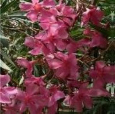 Arbres et plantes - Laurier rose 'belle helene' - Pot 15 L - H 140 cm ...