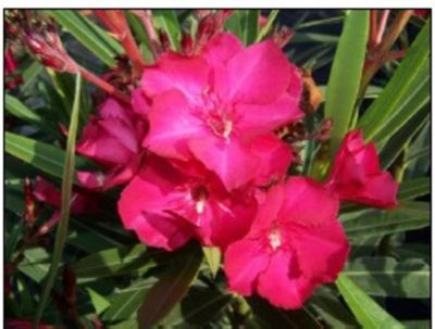 Arbres et plantes - Laurier rose 'geant des batailles' - Pot 15 L - H ...