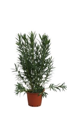 Arbres et plantes - Laurier rose 'madame planchon' - Pot 30 L - H 160 ...