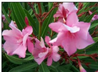 Arbres et plantes - Laurier rose 'madame planchon' - Pot 30 L - H 160 ...