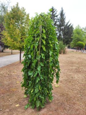 Arbres et plantes - MORUS alba Pendula - Pot 30 L - 300cm - Blanc ...
