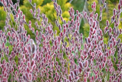 Arbres et plantes - SALIX chaenomeloides Mount aso C15L 1/2 TIGE ...