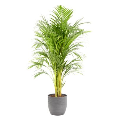 Areca dypsis 21cm avec cache pot rayures grises | Castorama