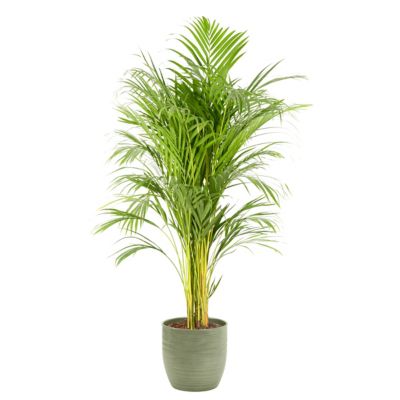 Areca dypsis 21cm avec cache pot rayures vertes | Castorama