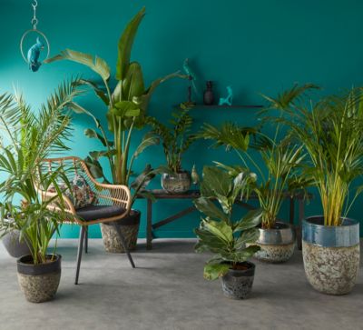 Areca dypsis 21cm avec cache pot rayures vertes | Castorama