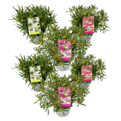 Azalée - Set de 6 - Rhododendron azalea StarStyle - Hauteur 25-35cm ...