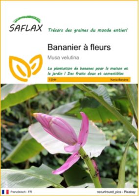 Bananier à fleurs - 8 graines - Musa - SAFLAX