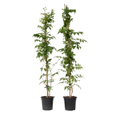 Bignone à trompettes - Set de 2 - Campsis Mme Galen - H110-120cm - Pot 17cm